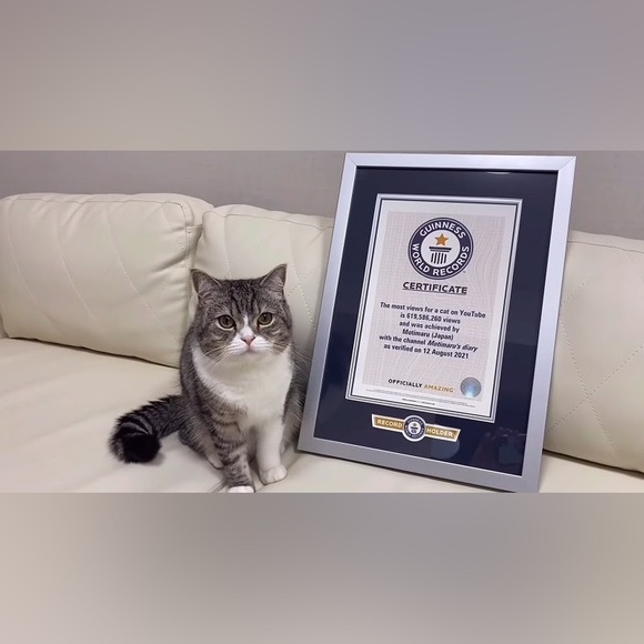 Daiso | Party Supplies | Motimaru Mochimaru Famous Japanese Cat Zipper ...